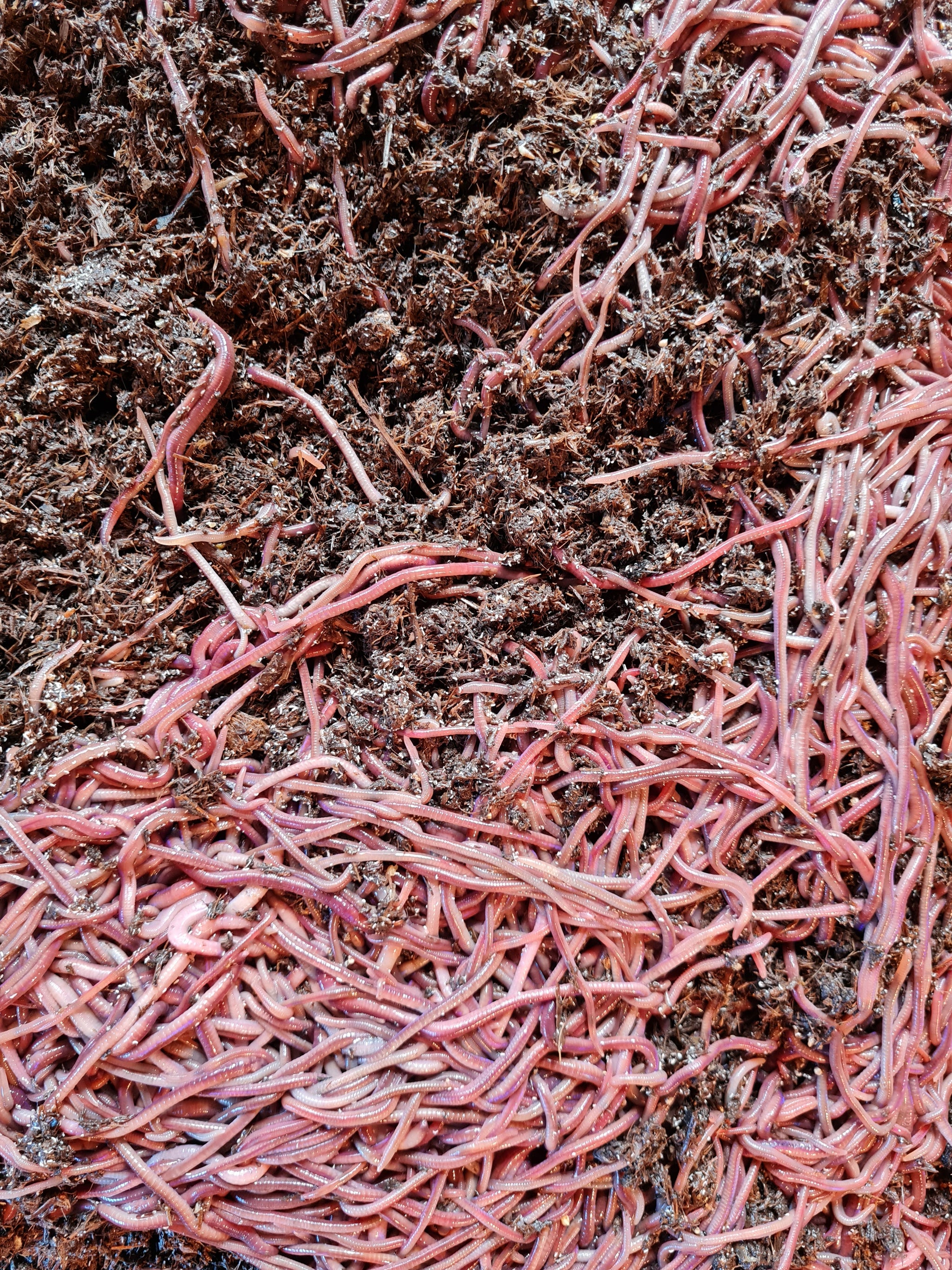 Live Compost Worms – Rural Earthworms