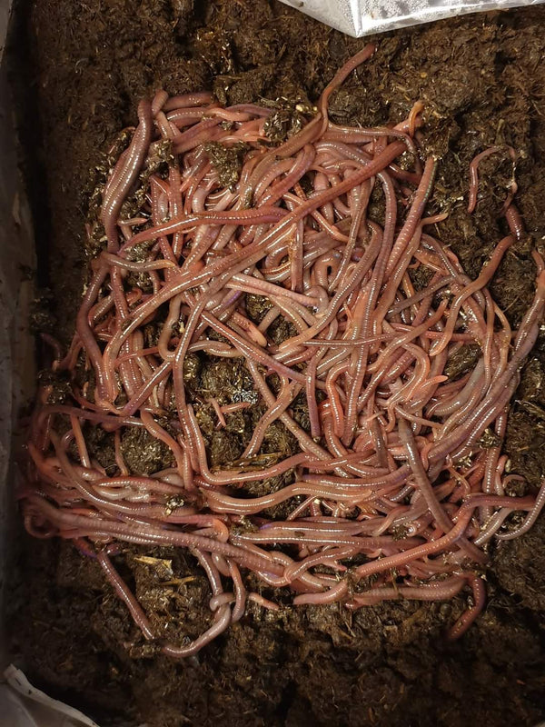 Live Compost Worms – Rural Earthworms