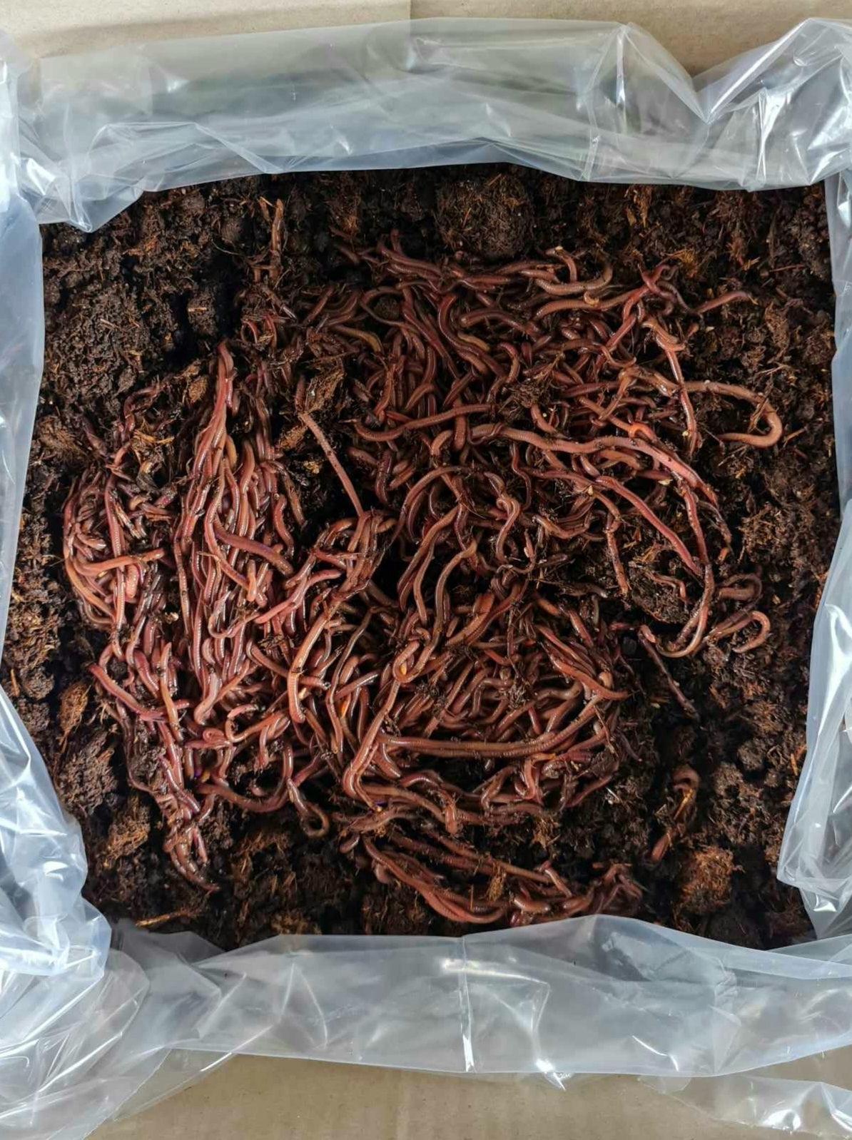 Live Compost Worms – Rural Earthworms